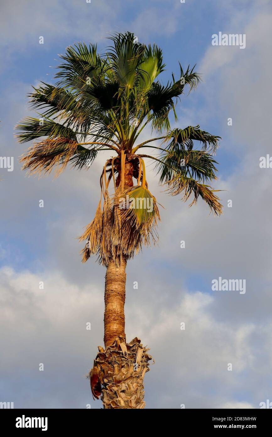 Green Palm Canarian Tree Stock Photo - Alamy