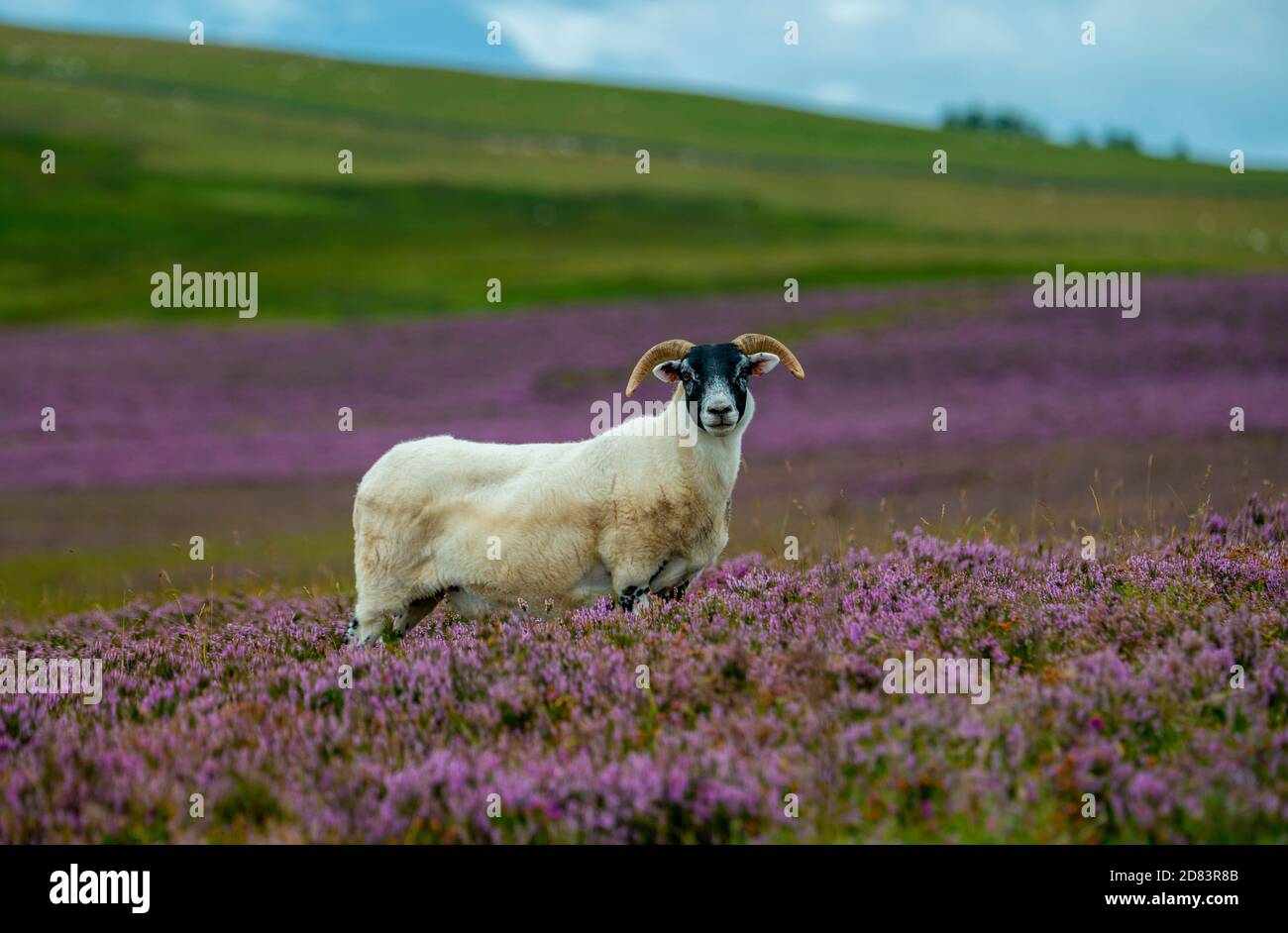 Sheep grazing on Lauder Moor, between Lauder and Stow, Scottish Borders ...