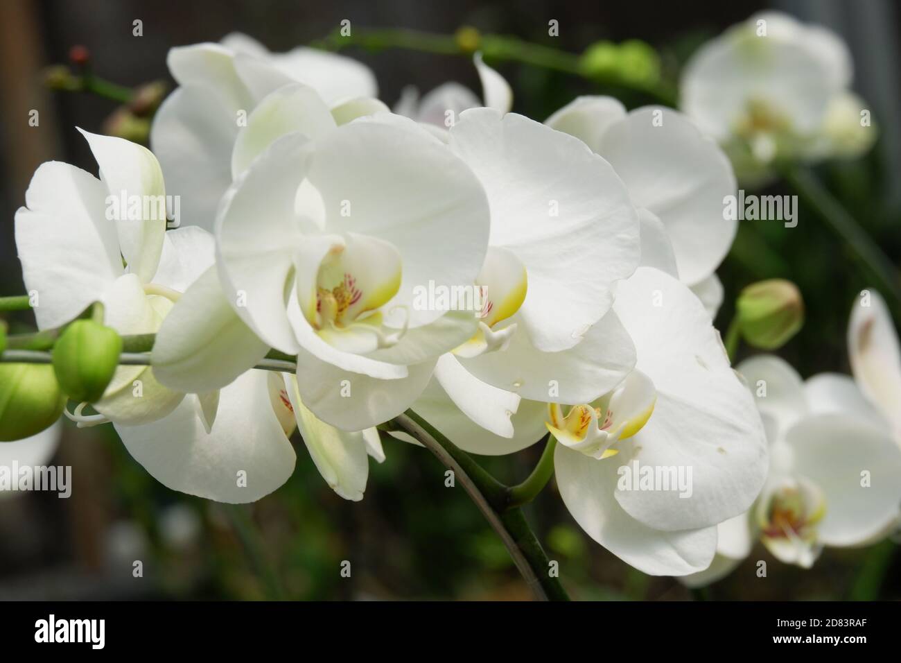 Bunga Anggrek Bulan Putih , Close up view of beautiful white ...