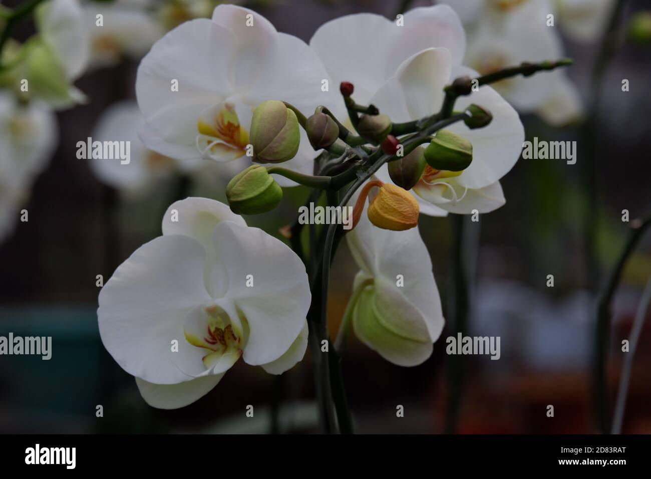 Bunga Anggrek Bulan Putih , Close up view of beautiful white ...