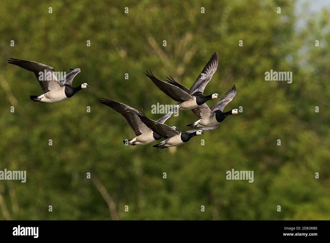 Barnacle geese in flight in their habitat in Denmark Stock Photo - Alamy