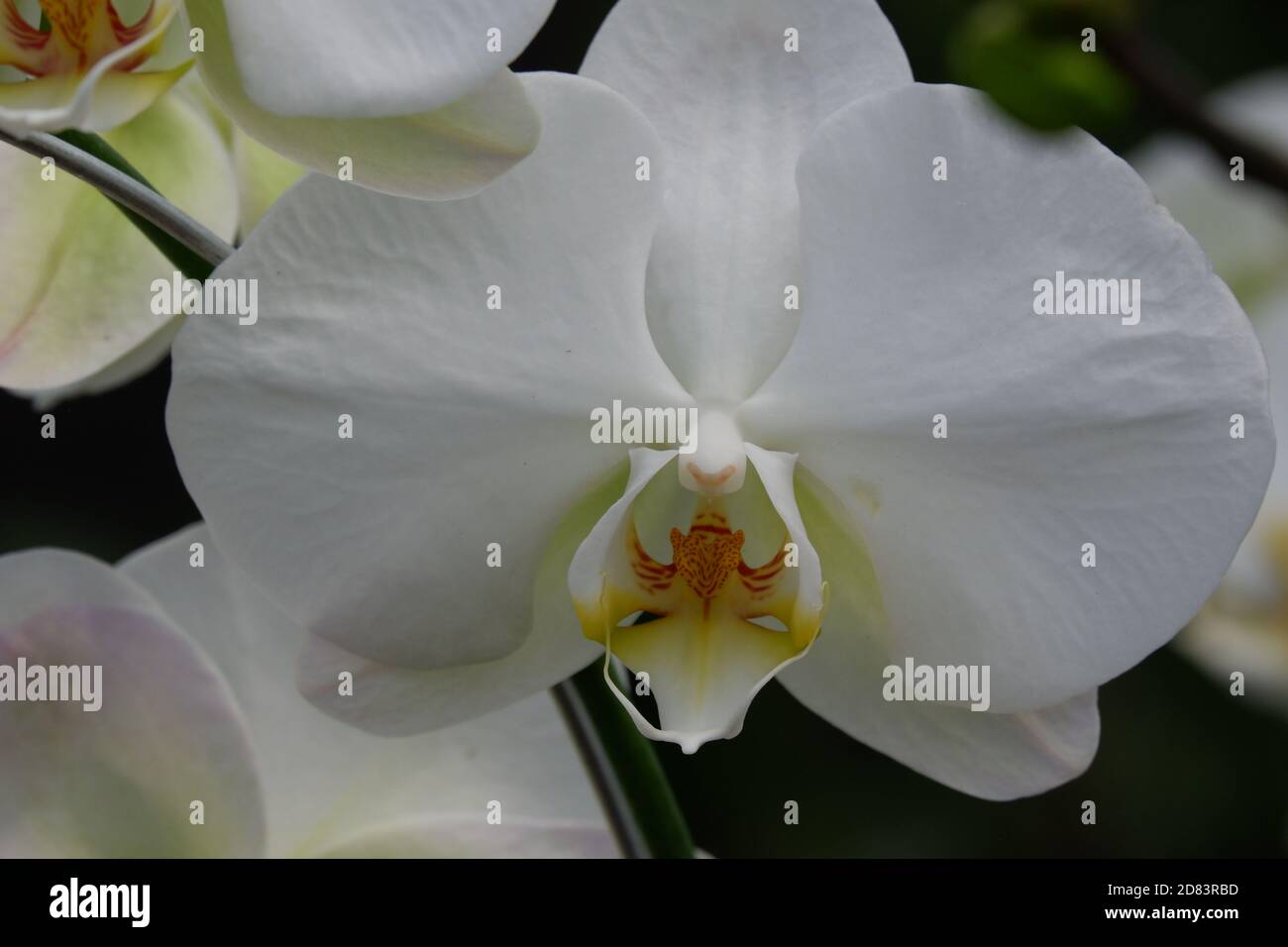 Bunga putih hi-res stock photography and images - Alamy