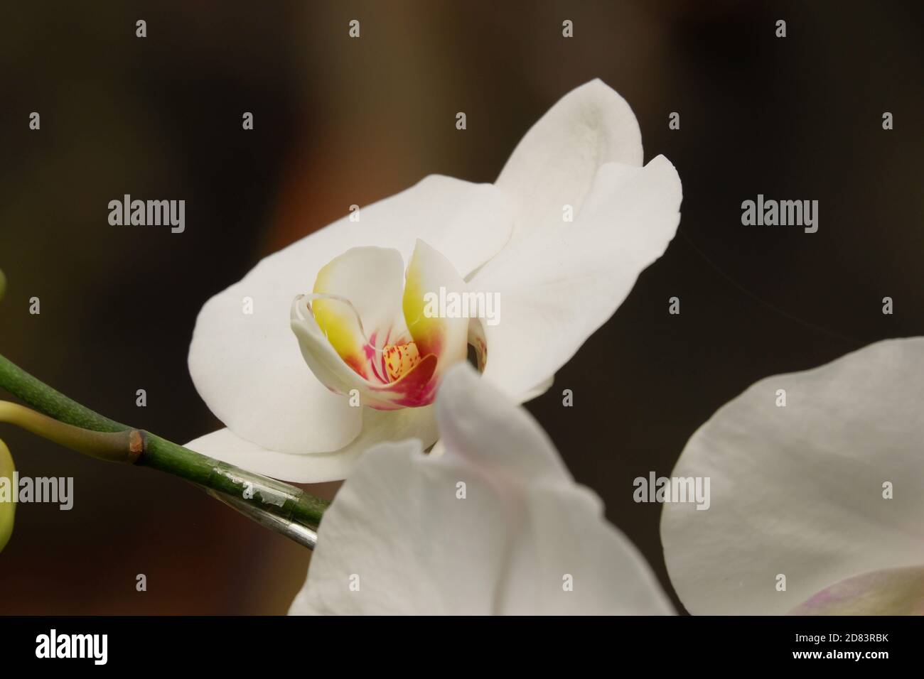 Bunga Anggrek Bulan Putih , Close up view of beautiful white ...