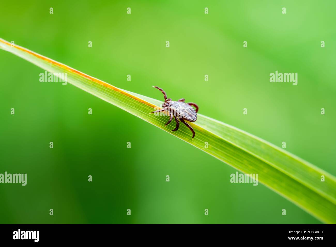 Encephalitis Tick Insect Crawling on Green Grass. Encephalitis Virus or ...