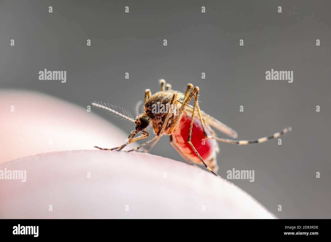 Dangerous Malaria Infected Mosquito Bite. Leishmaniasis, Encephalitis ...