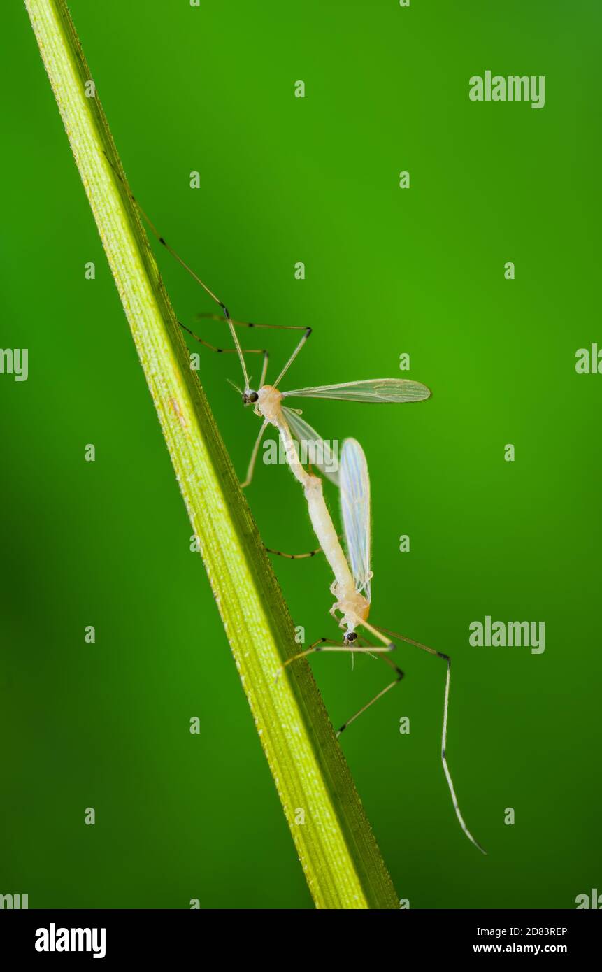 Couple of Mating Mosquito Insects. Leishmaniasis, Encephalitis, Yellow ...