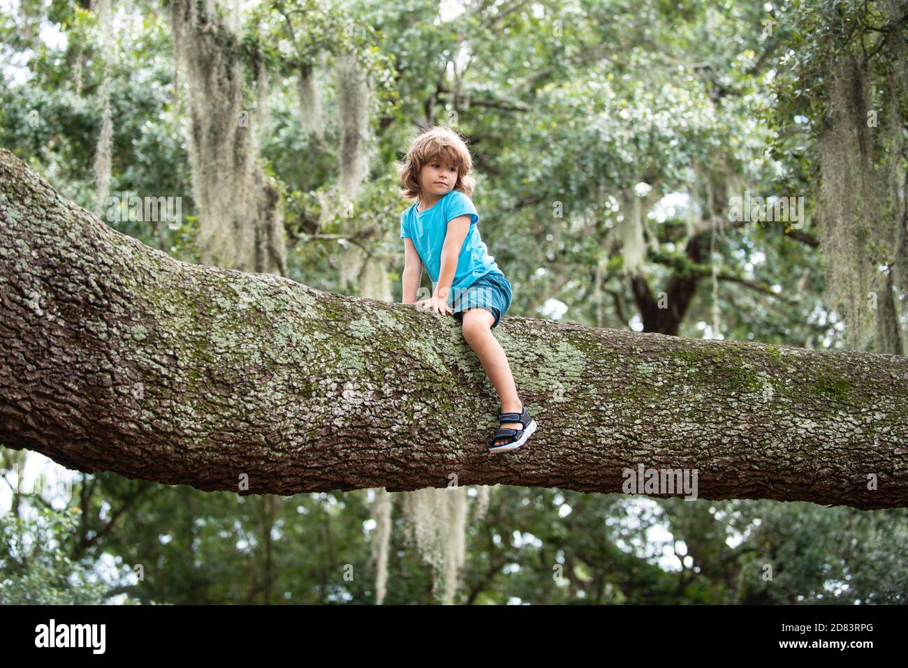 Cute kids boy climbing on the tree. Child sitting on big branch. Health ...