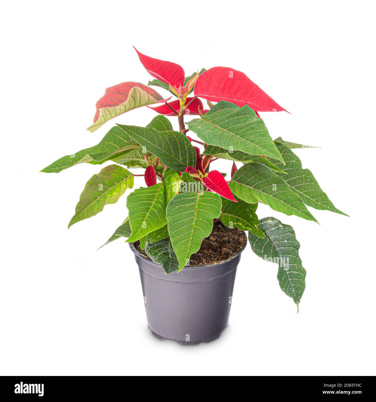 Beautiful potted poinsettia on Cut Out Stock Images & Pictures - Alamy