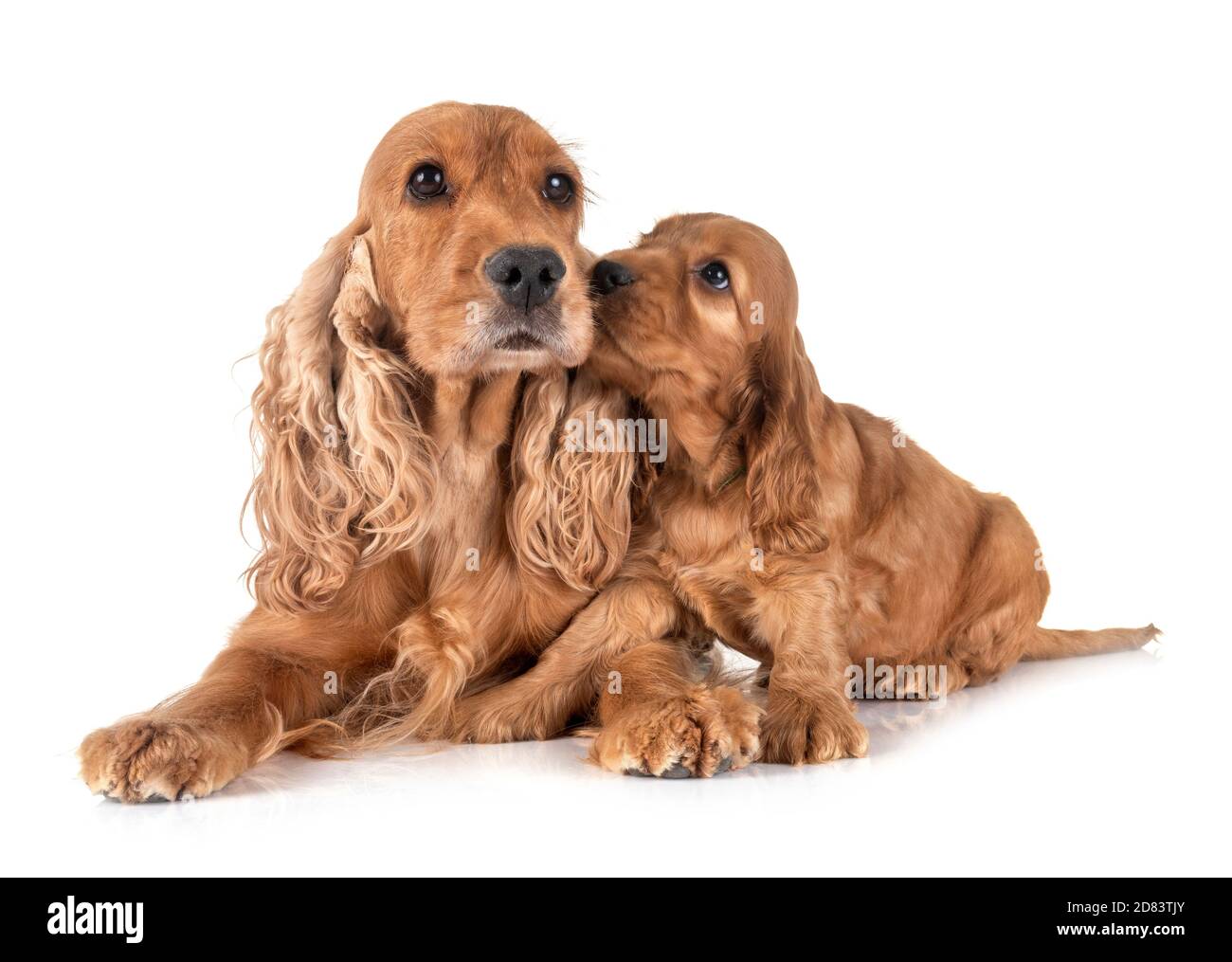 puppy cocker spaniel and mother in front of white background Stock ...