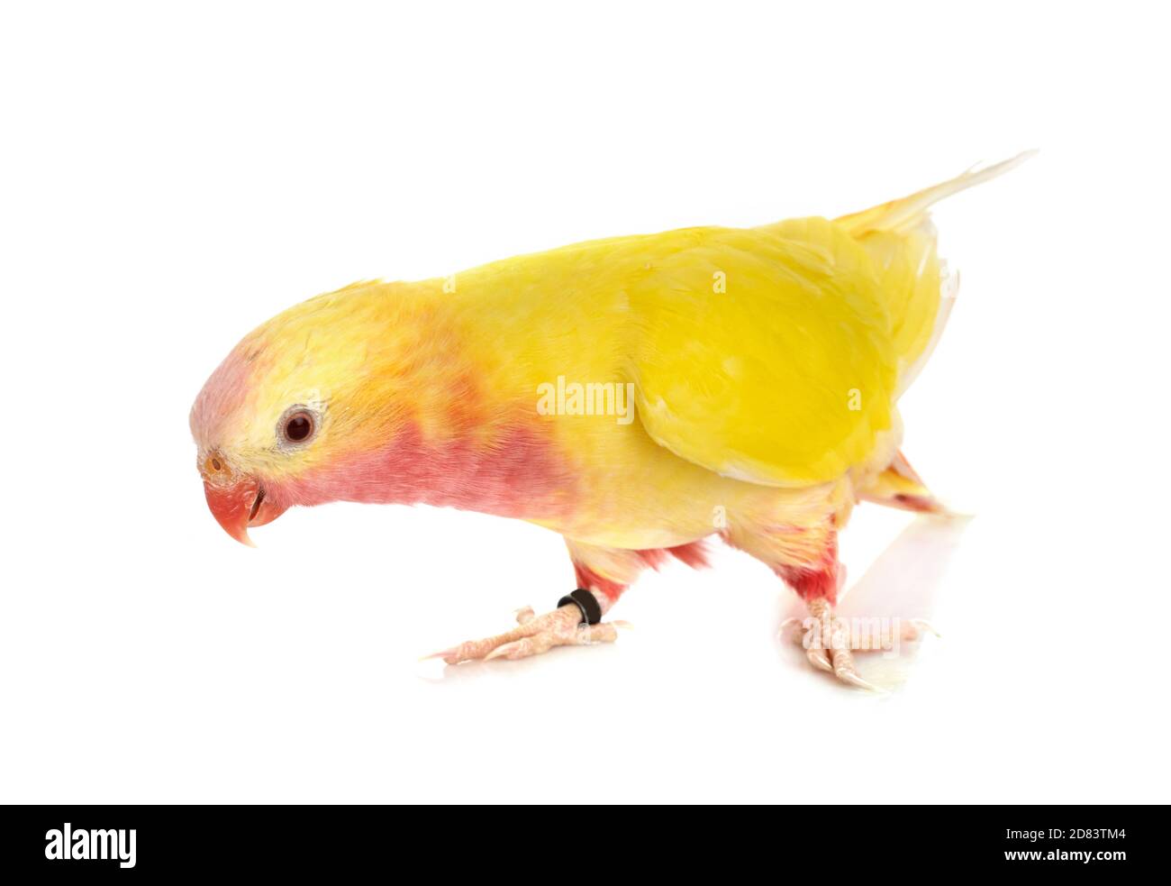 Princess parrot hi-res stock photography and images - Alamy