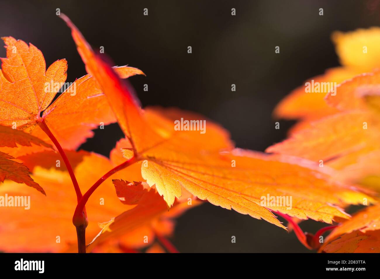 Red maple stems hi-res stock photography and images - Alamy