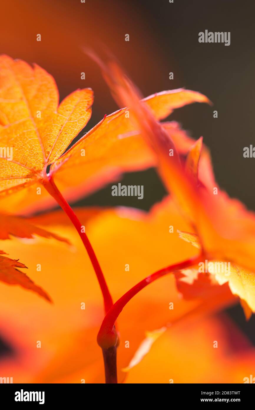Twisted red maple leaf stems under and autumn canopy Stock Photo - Alamy