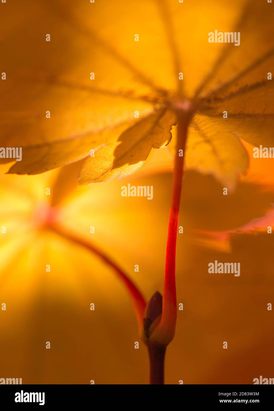 Yellow maple leaves backlit by sunlight Stock Photo - Alamy