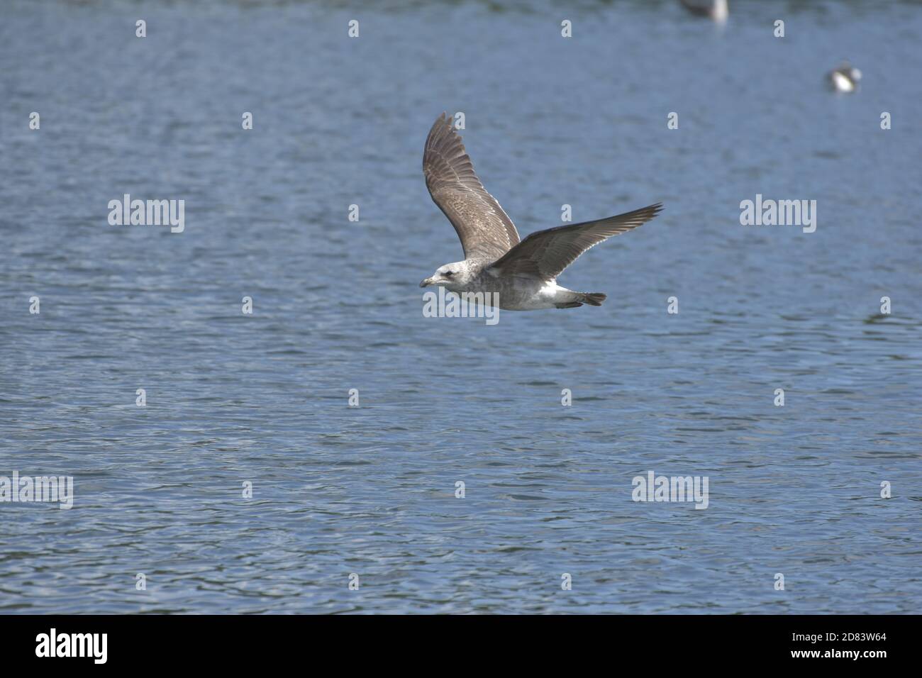 Seagull in flight Stock Photo - Alamy