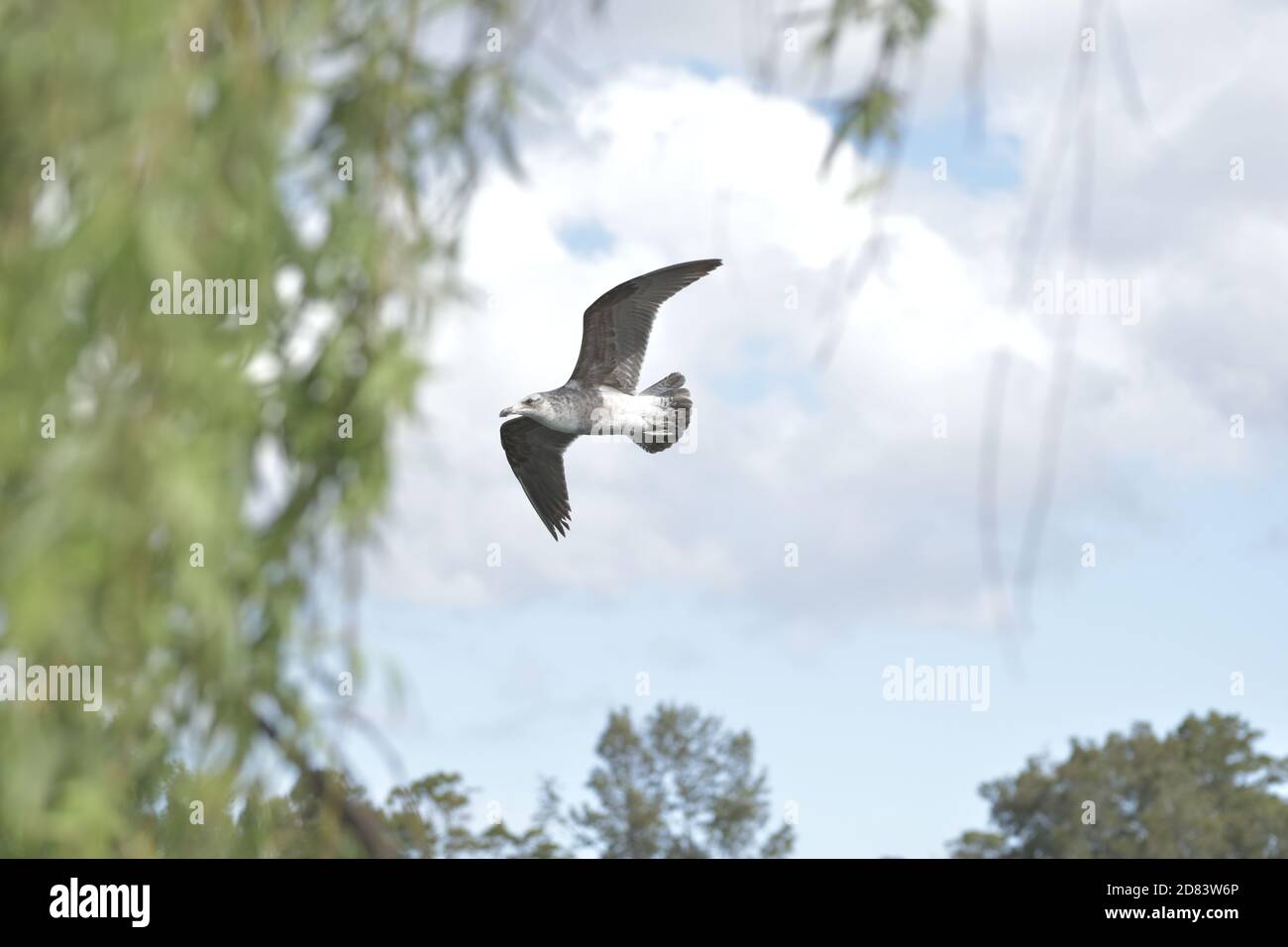 Flight flying flap wings wildlife hi-res stock photography and images ...