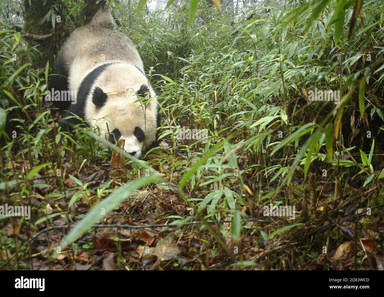 Fengtongzhai hi-res stock photography and images - Alamy