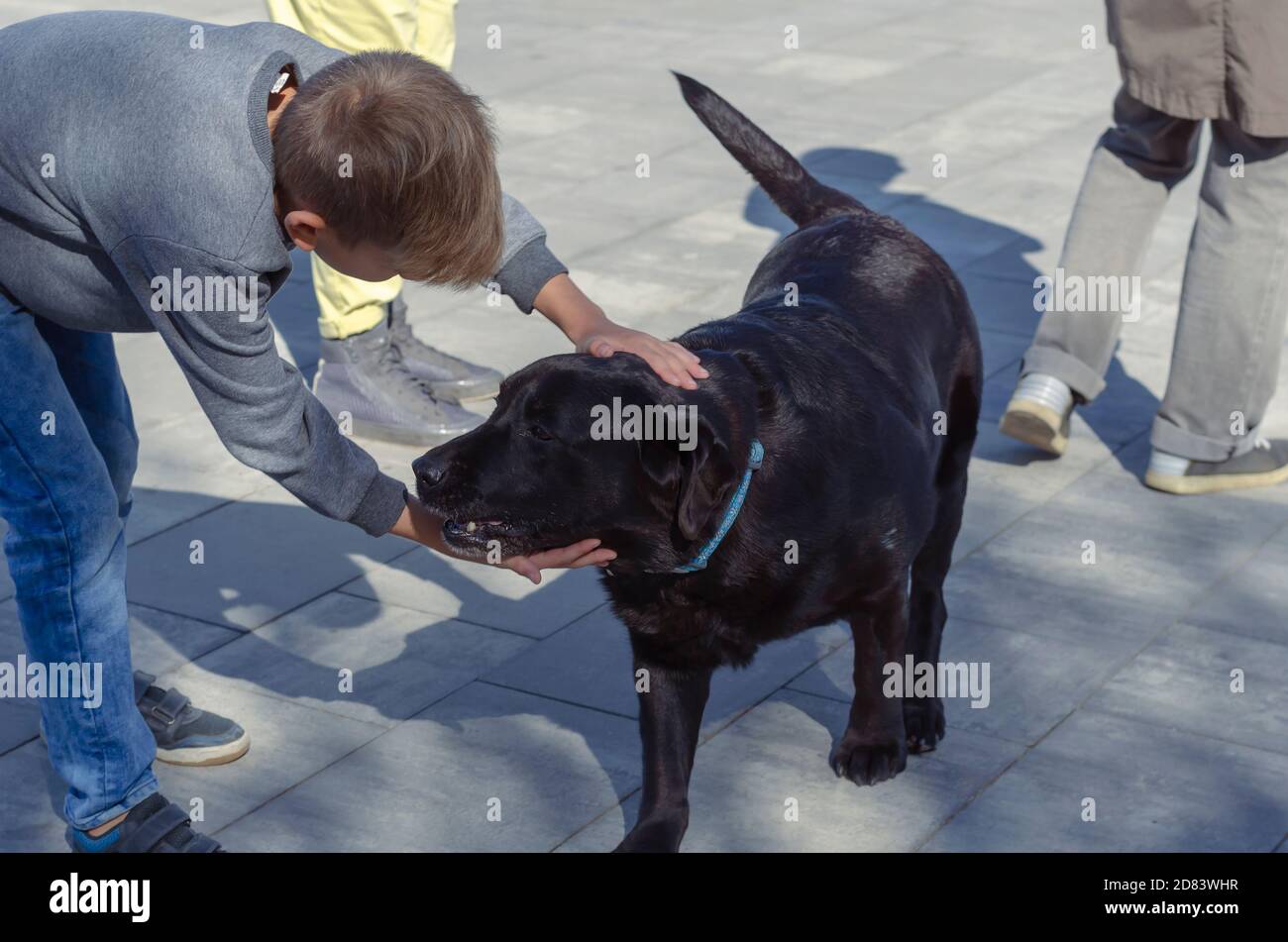 Old black labrador and boy hi-res stock photography and images - Alamy