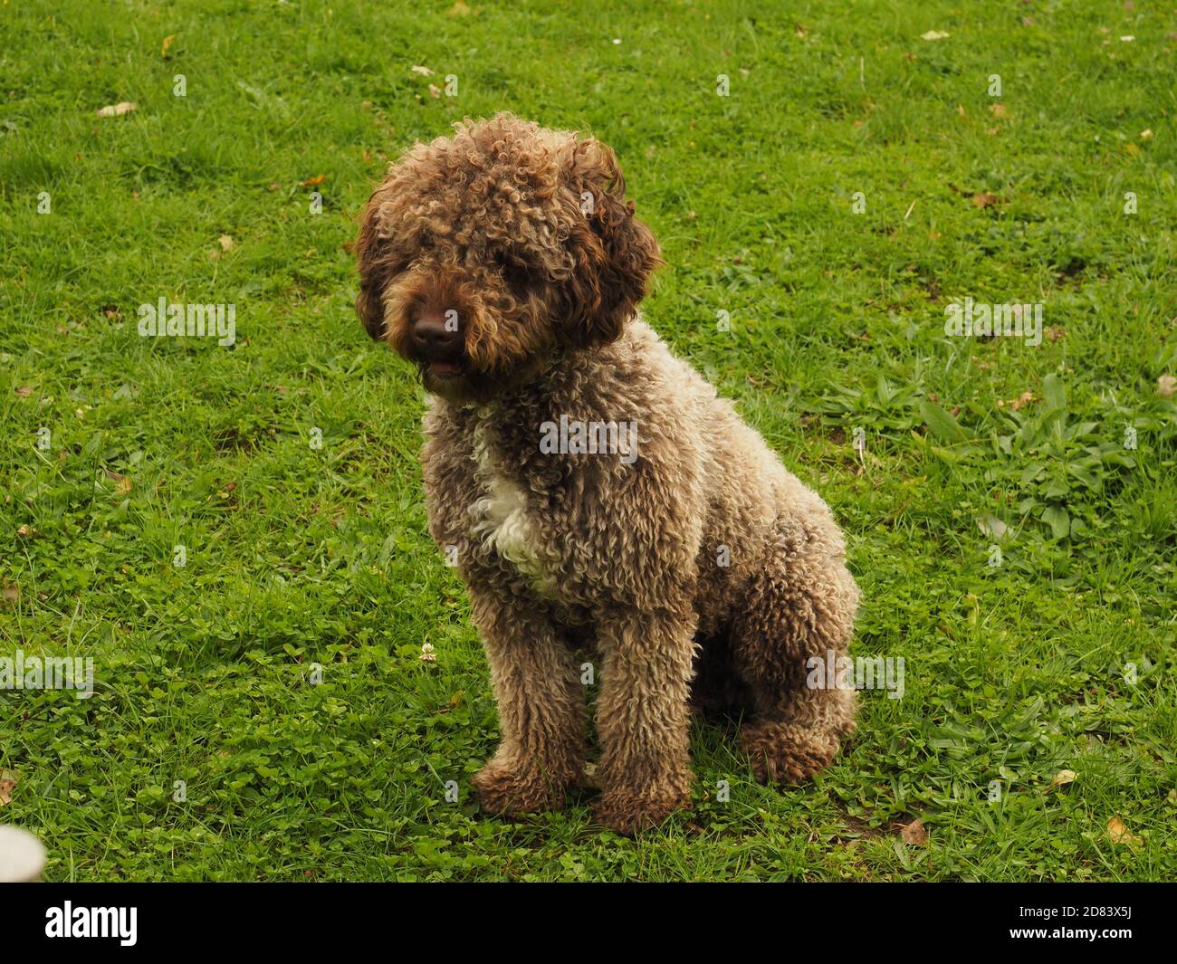 Portrait of a brown dog with grass background Stock Photo - Alamy