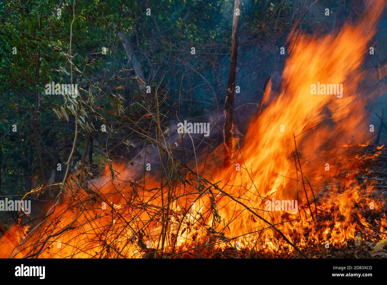 Rain forest fire disaster is burning caused by humans Stock Photo - Alamy