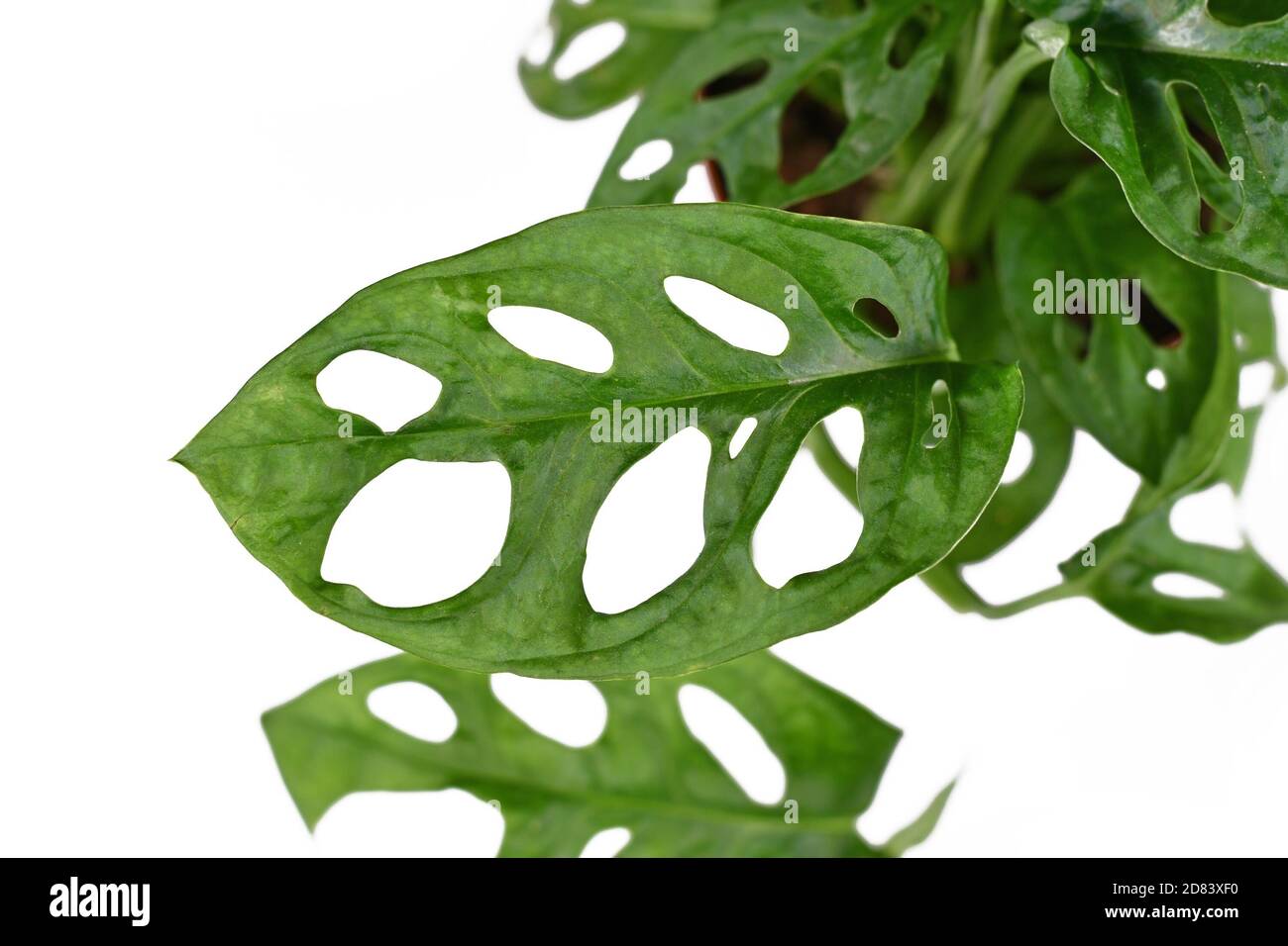Leaf of exotic 'Monstera Adansonii' or 'Monstera Monkey Mask' vine ...