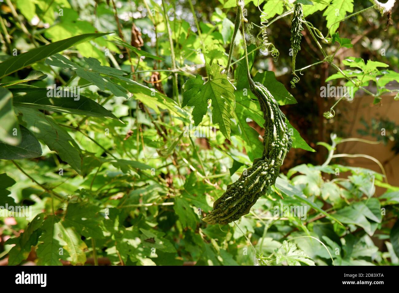 Bitter gourd texture hi-res stock photography and images - Alamy