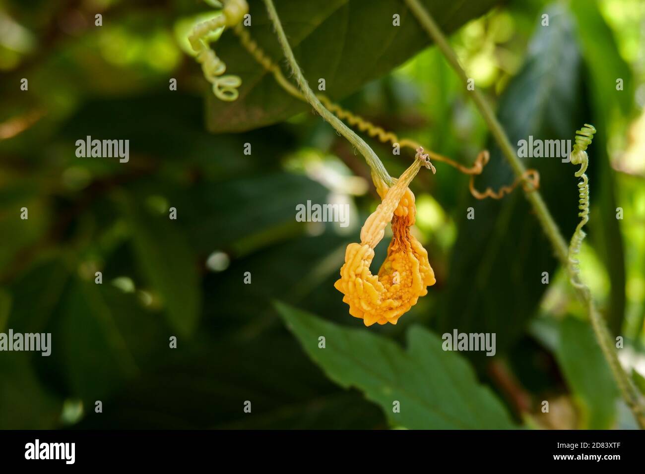 Bitter gourd texture hi-res stock photography and images - Alamy
