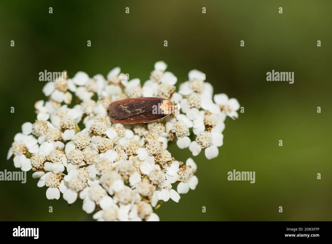 Purple carrot seed moth hi-res stock photography and images - Alamy