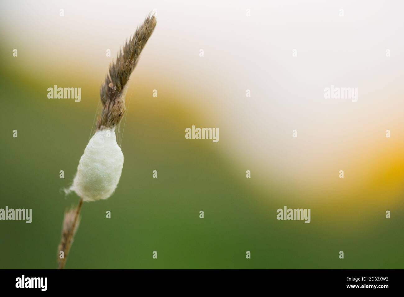 Parasitic wasp cocoon hi-res stock photography and images - Alamy