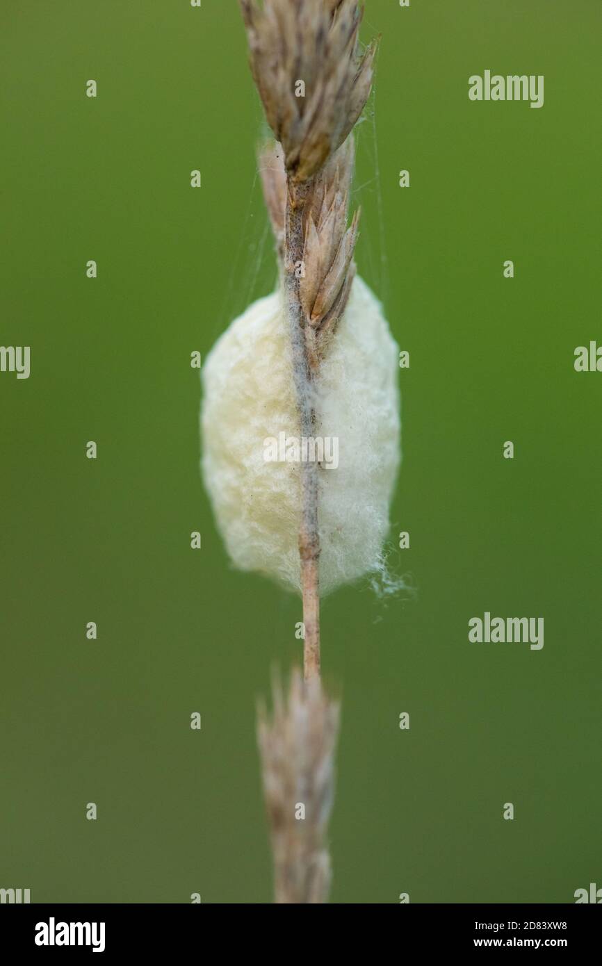 Parasitic wasp cocoon hi-res stock photography and images - Alamy