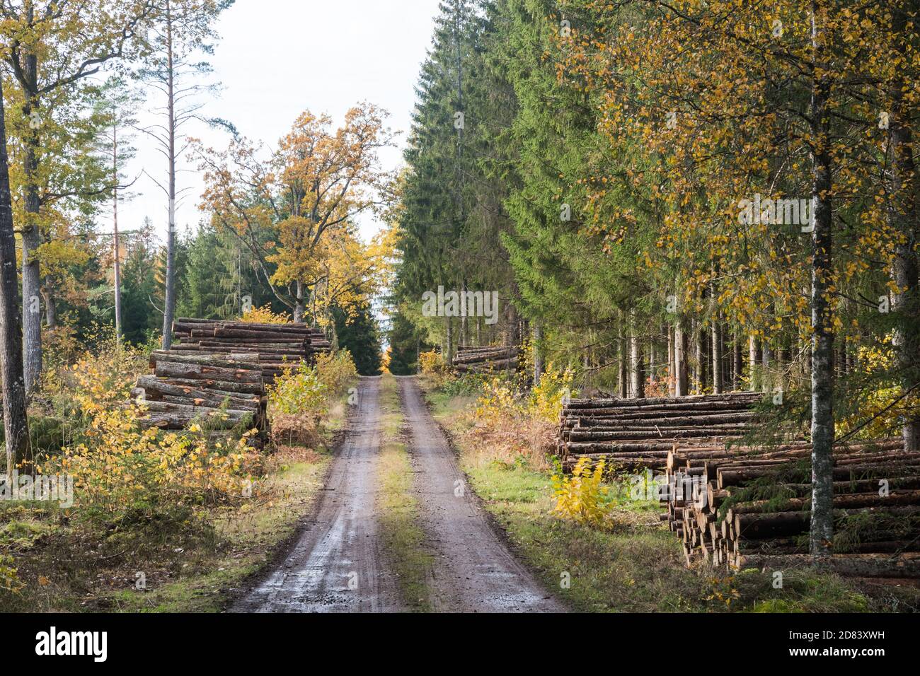 Timber stacks by roadside in fall season Stock Photo - Alamy