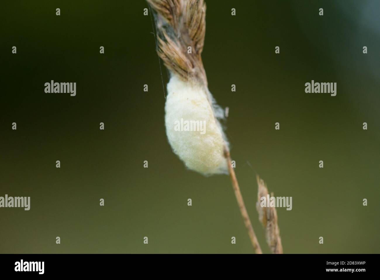 Parasitic wasp cocoon hi-res stock photography and images - Alamy