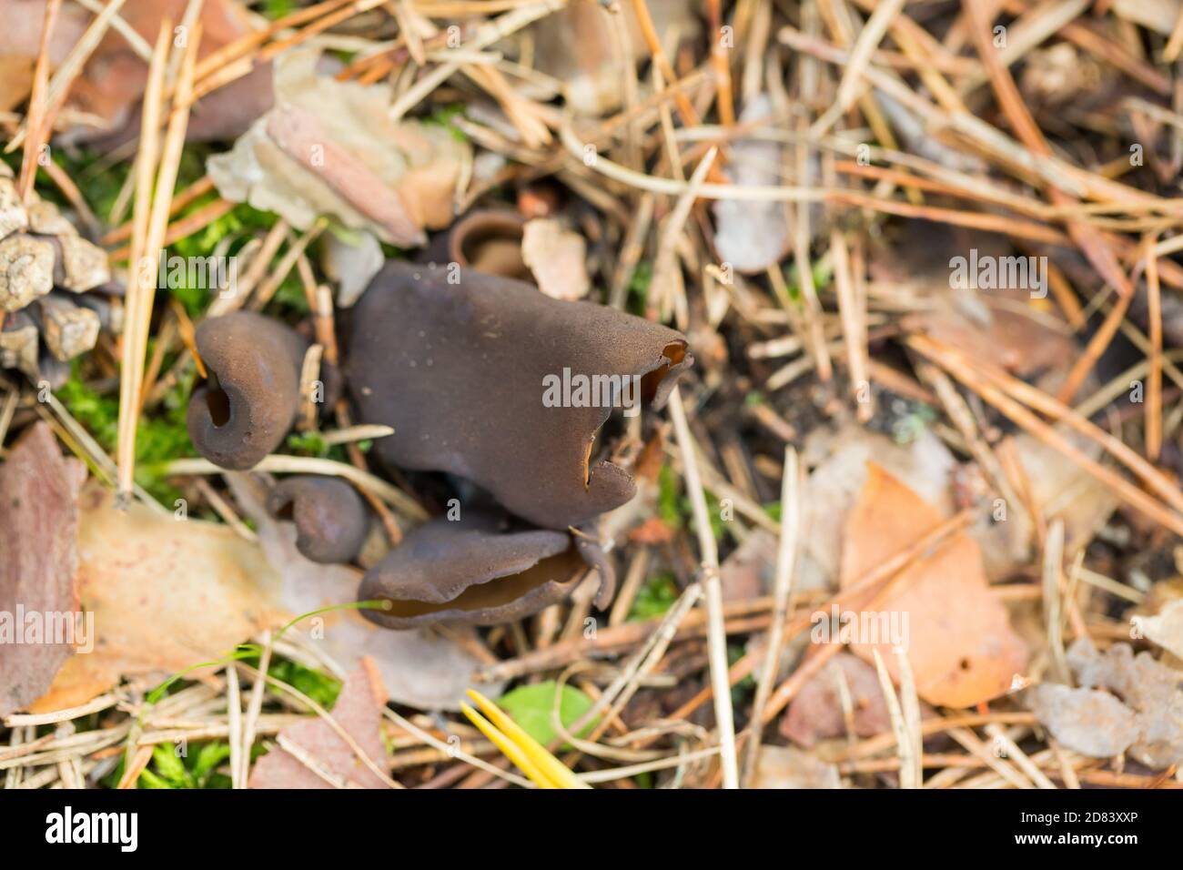 Toad's ear mushroom (Otidea bufonia Stock Photo - Alamy