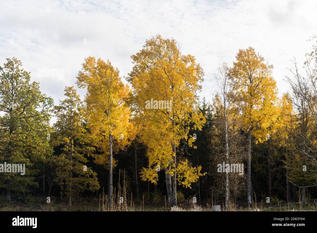 Beautiful aspen trees in fall season in the swedish province Smaland ...