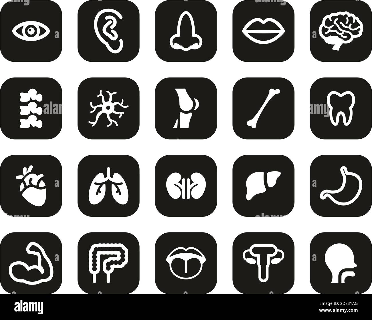 Human Anatomy Or Human Body Parts Icons White On Black Flat Design Set ...
