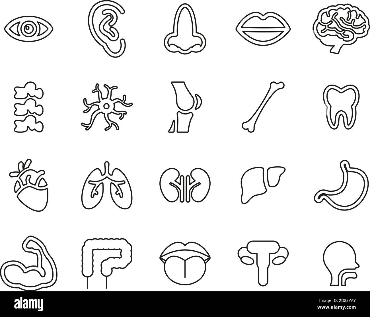 Big liver Stock Vector Images - Alamy