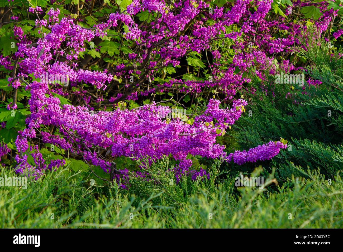 judas tree blossoming in the park. beautiful nature background in ...