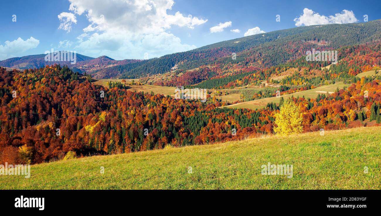 countryside scenery in fall season. trees on grassy mountain hills in ...