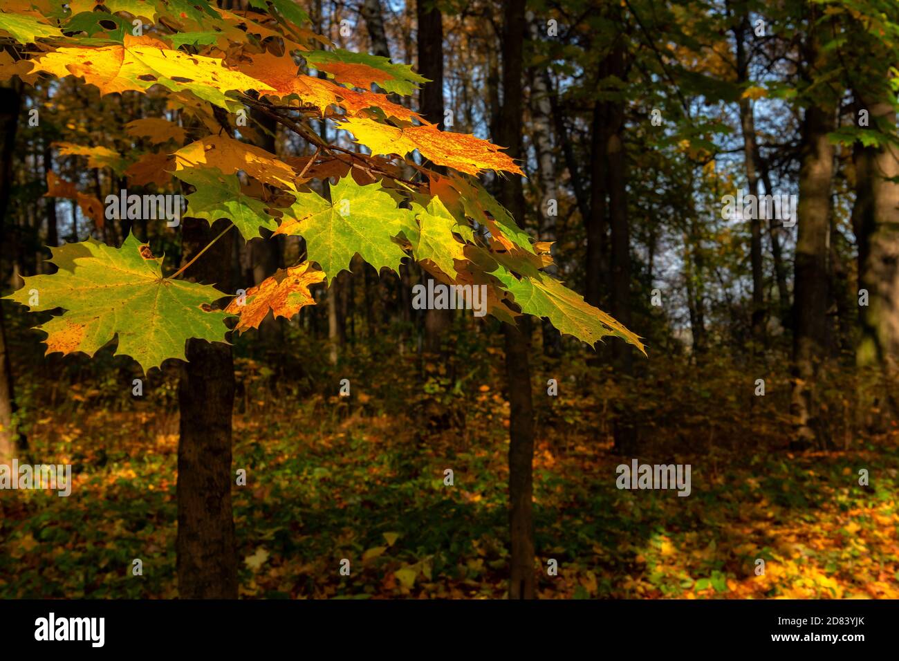 Beautiful maple trees colorful hi-res stock photography and images - Alamy