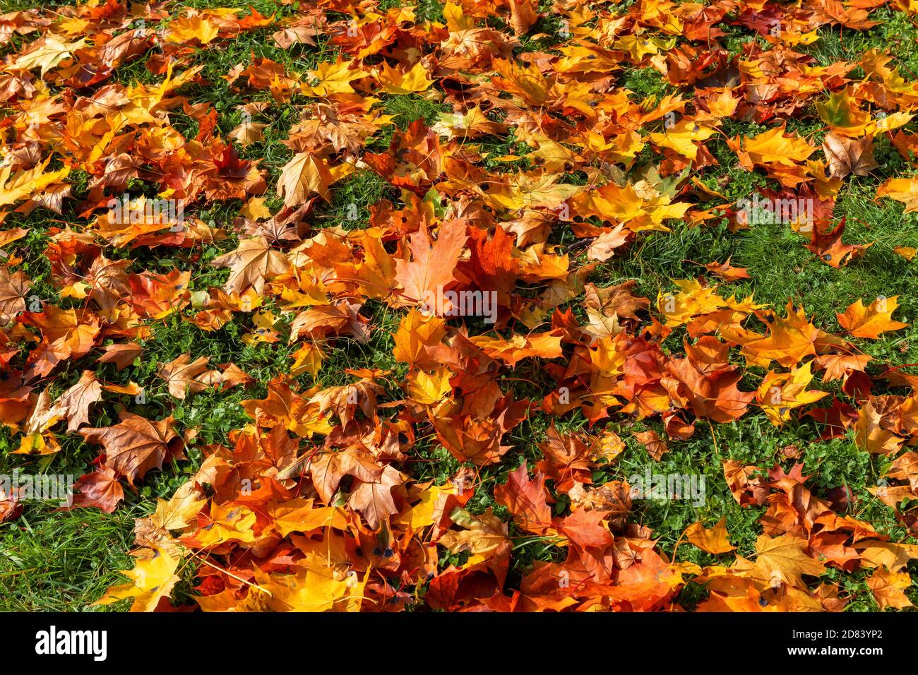Orange light leaves of maple hi-res stock photography and images - Alamy