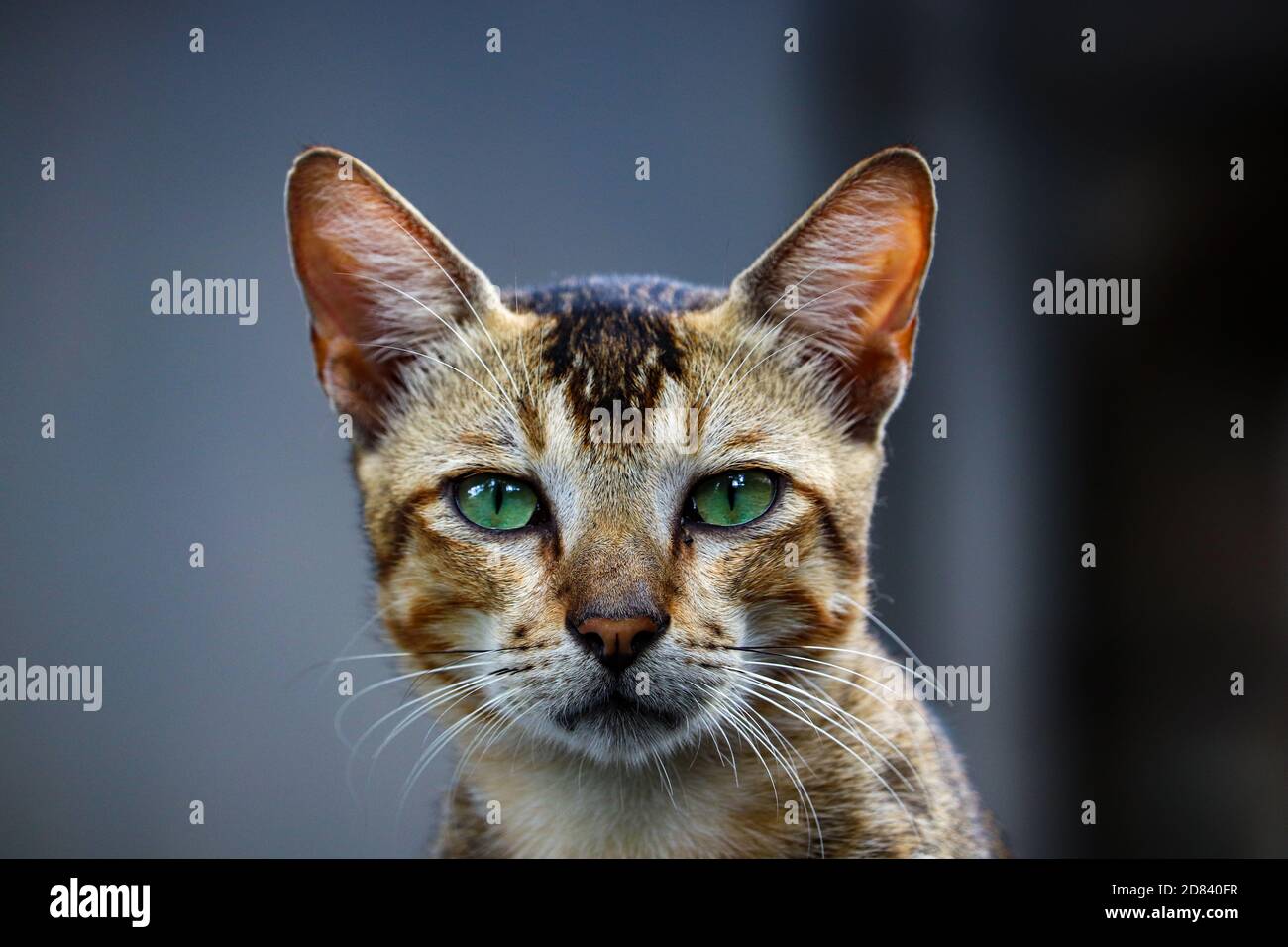 A beautiful Bengali cat portrait in outdoor with a blurry background ...