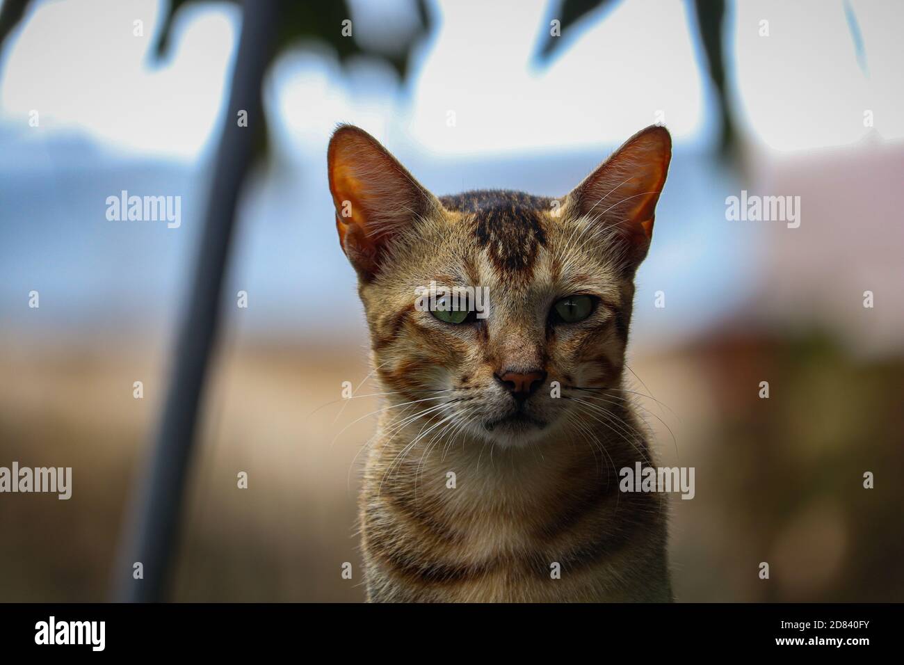 Animals of bangladesh hi-res stock photography and images - Alamy