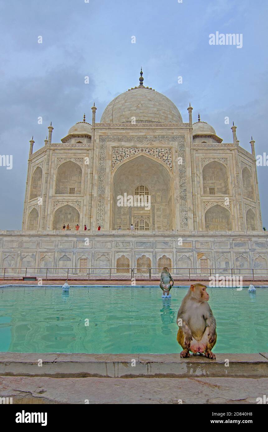 A macaque in front of taj-mahal at agra Stock Photo - Alamy
