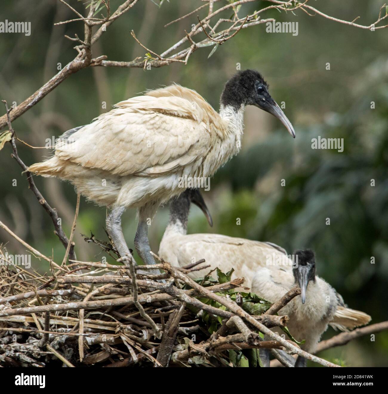 Ibis chick hi-res stock photography and images - Alamy
