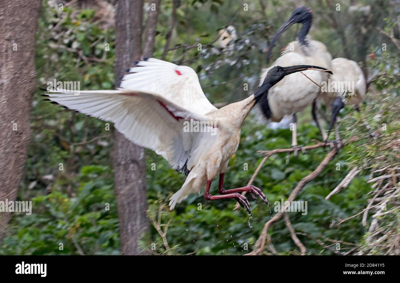 White / sacred ibis in flight in Bundaberg botanic gardens Stock Photo ...
