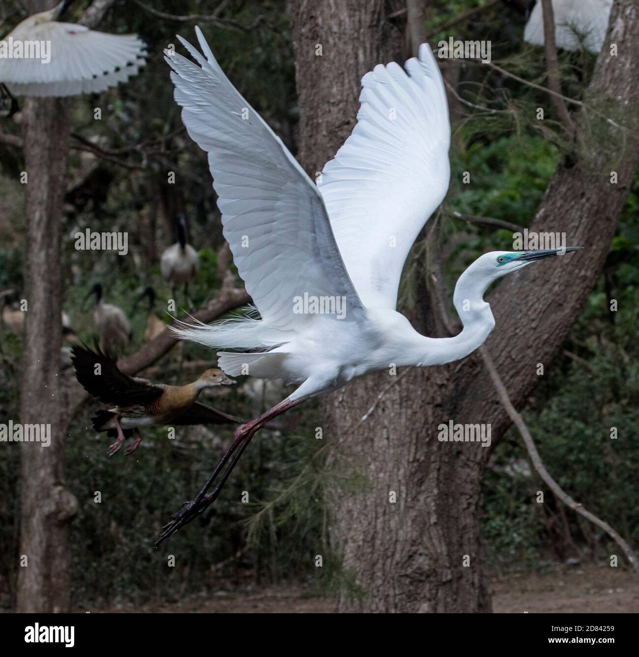 Spectacular view of Plumed / intermediate egret, Ardea intermedia, in ...