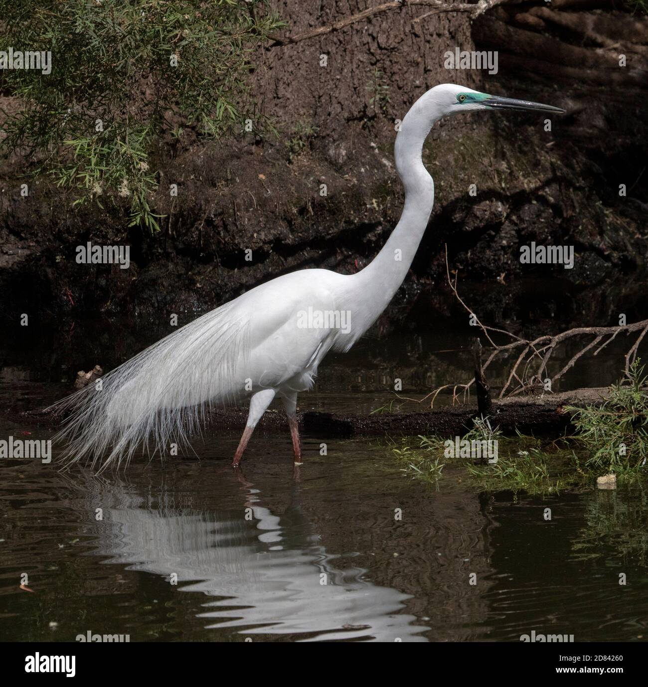 Queensland intermediate egrets hi-res stock photography and images - Alamy