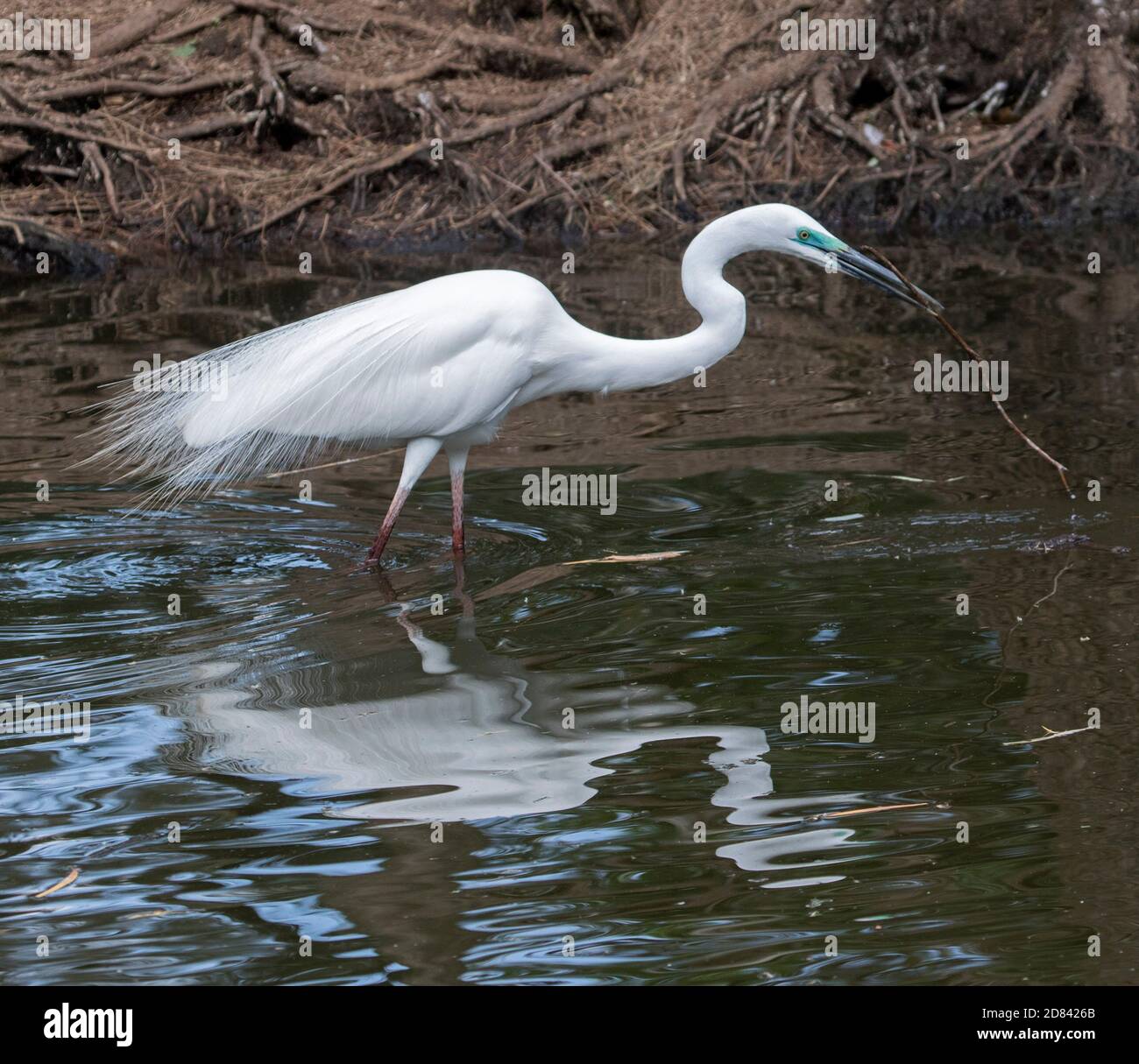 Australian intermediate egrets hi-res stock photography and images - Alamy