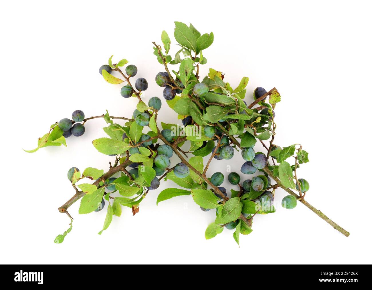 Fruits are used to make sloe gin hi-res stock photography and images ...