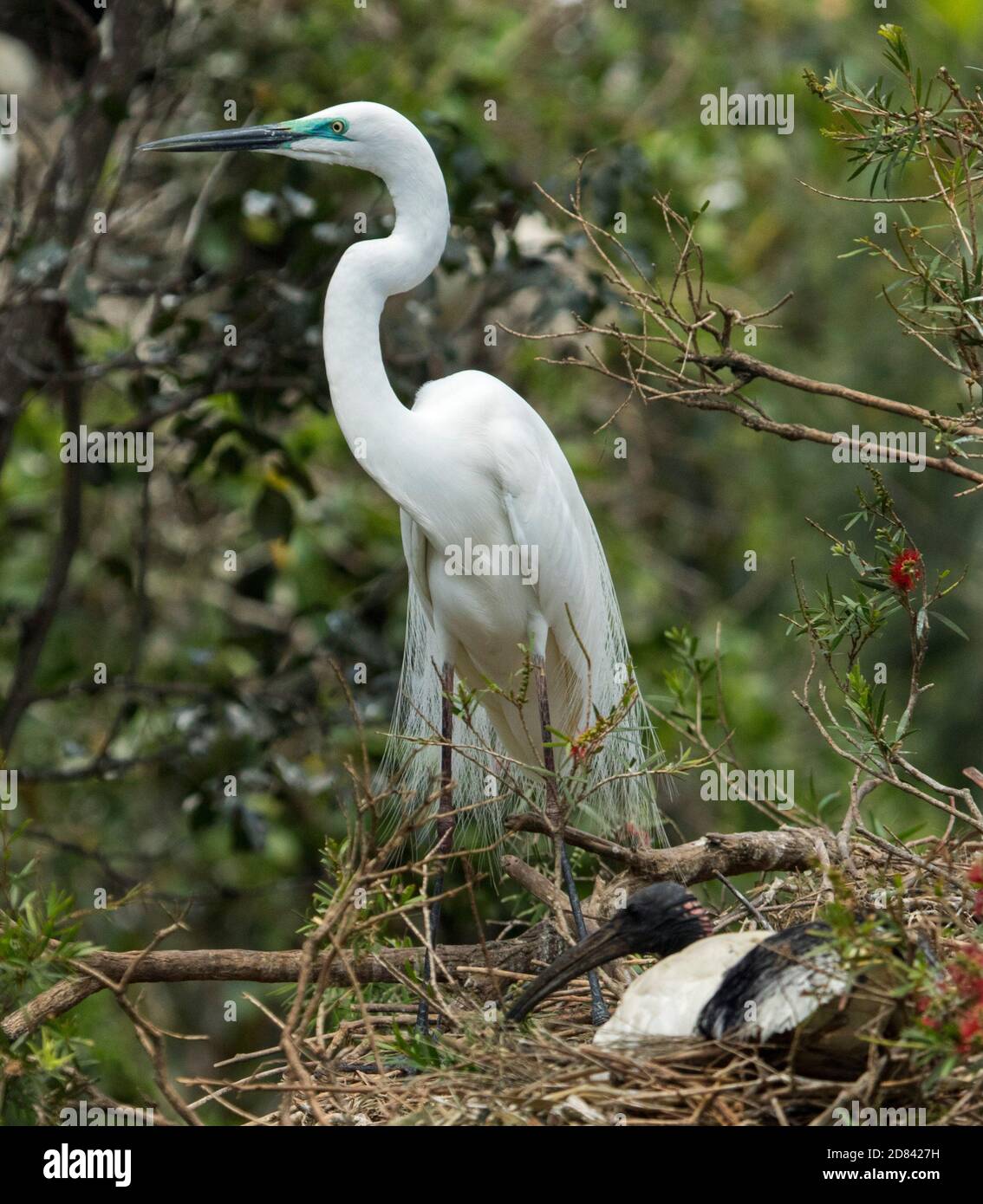 Australian intermediate egrets hi-res stock photography and images - Alamy