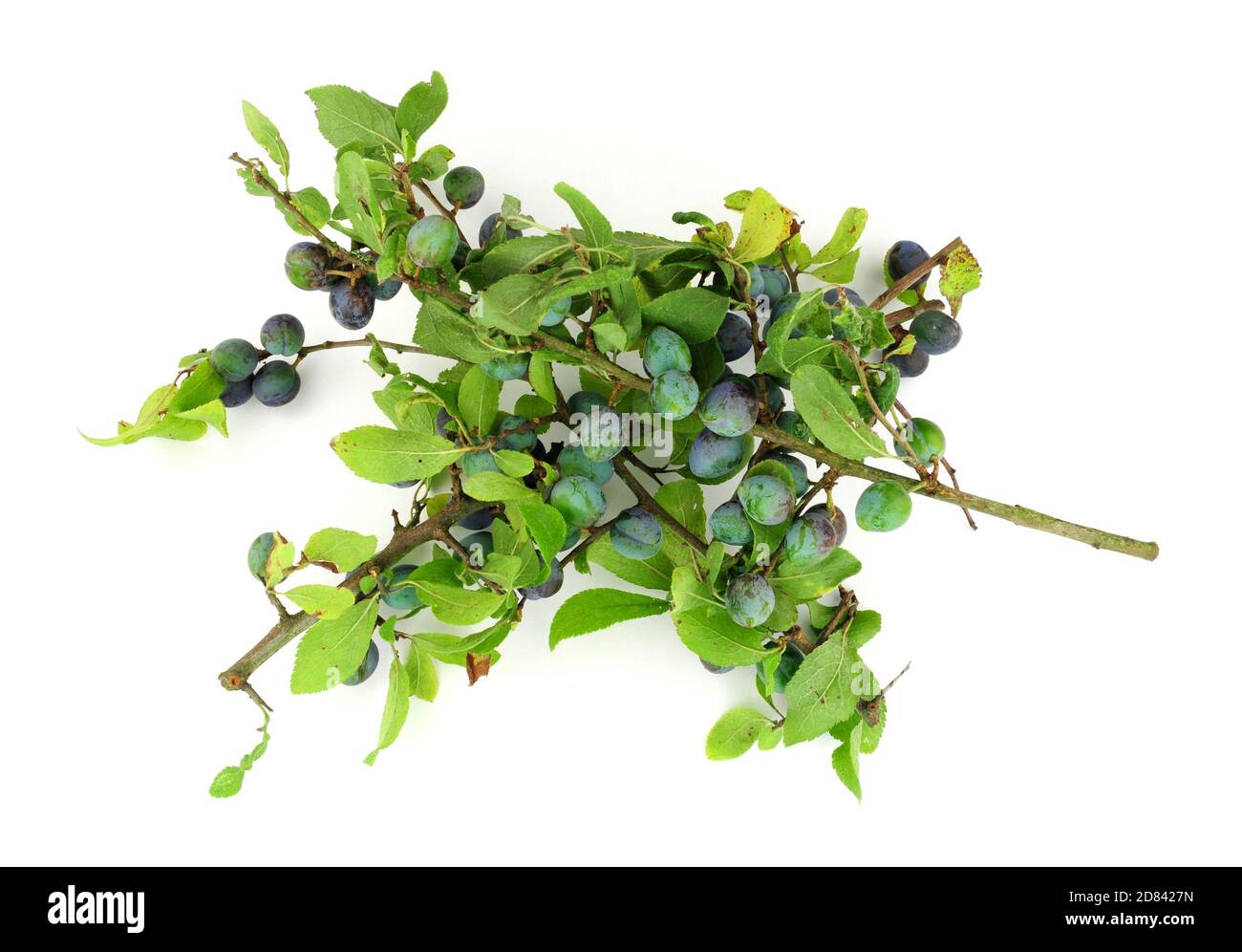 Fruits are used to make sloe gin hi-res stock photography and images ...